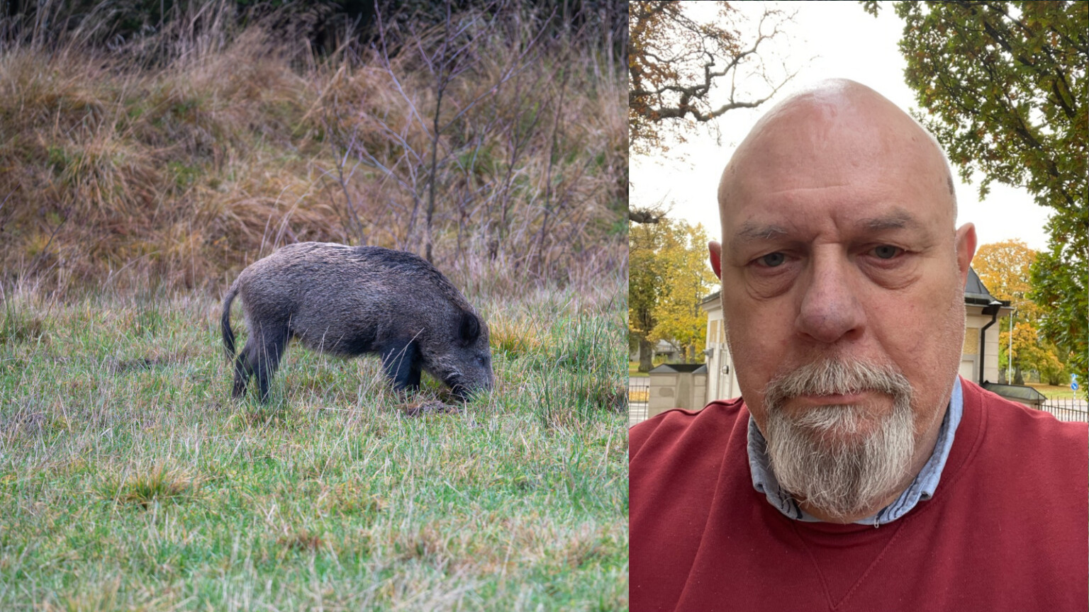 Beslutat: 1 000 kr per vildsvin i Motala - Jakt & Jägare