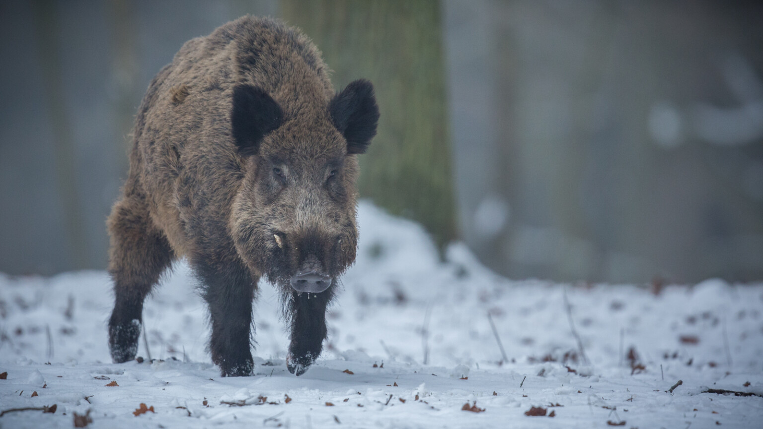 Trikiner i vildsvin – högsta förekomsten på flera år - Jakt & Jägare